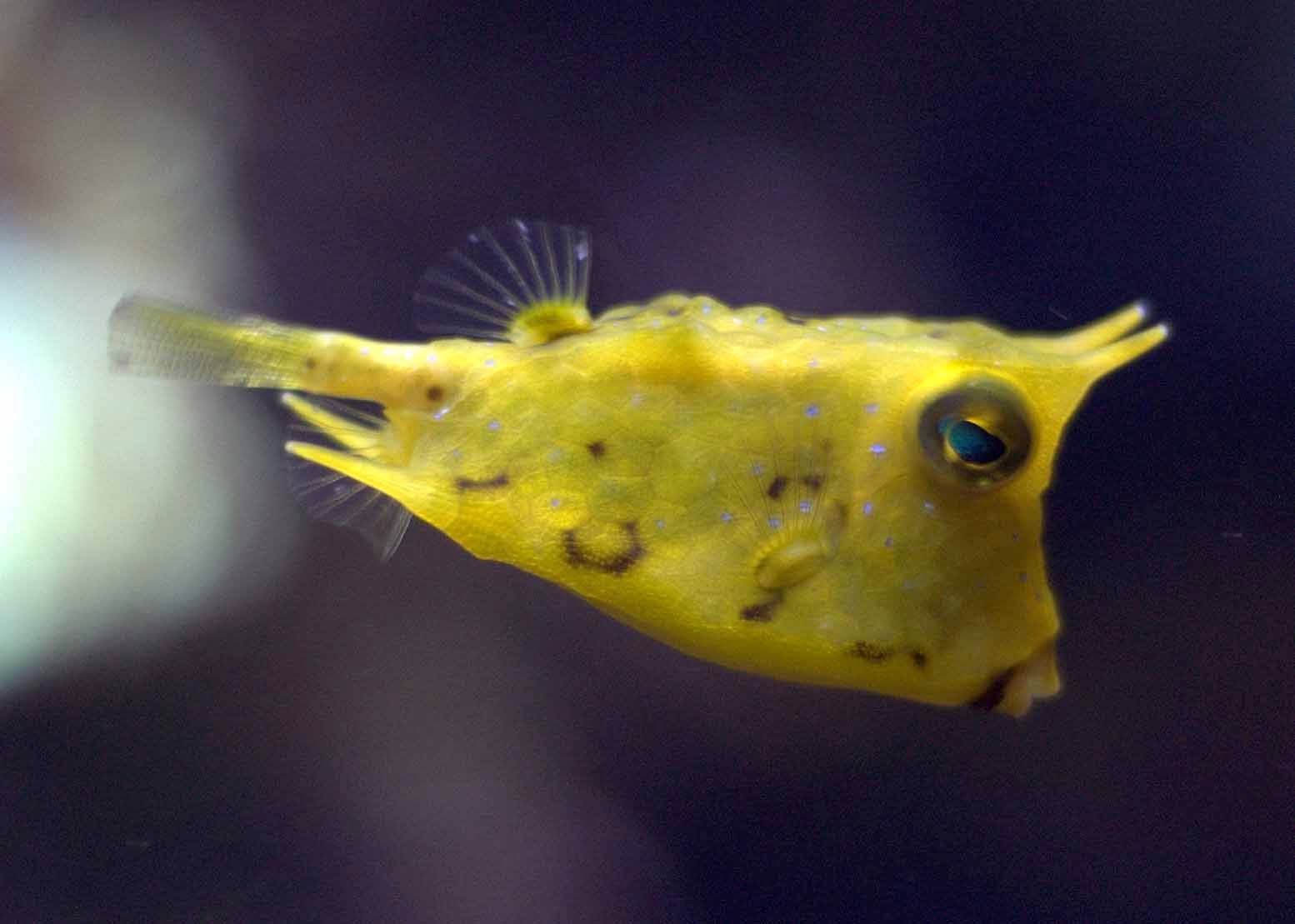 Wallpaper HD: Cowfish Pictures